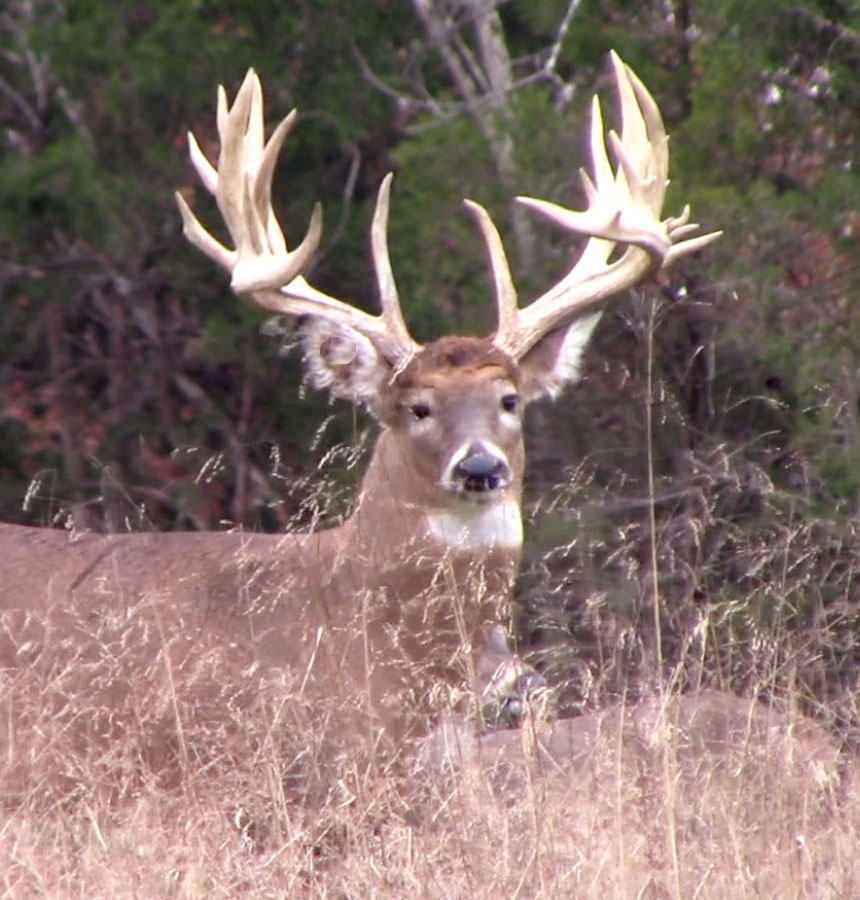 Whitetail Deer Hunting KY | Twisted Tines Ranch KY